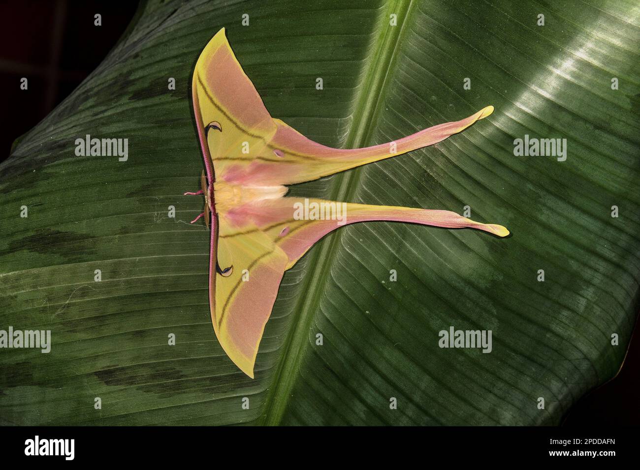 Pink spirit moth (Actias rhodopneuma), sitting on a leaf, dorsal view ...