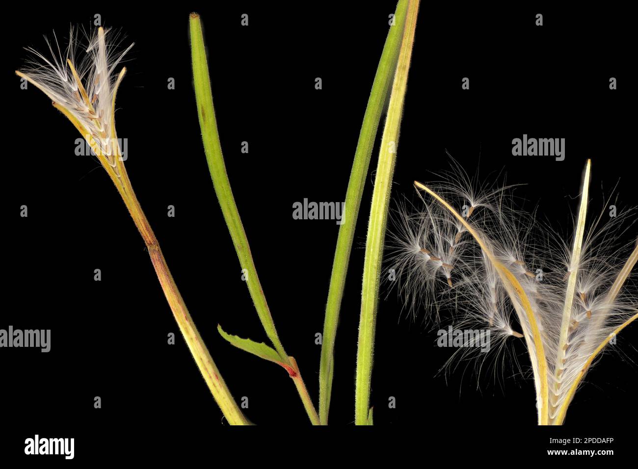 willow-herb, willow-weed (Epilobium spec.), opening fruits against ...