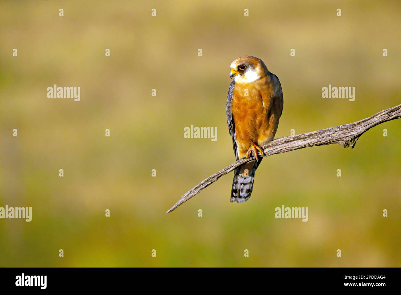 western red-footed falcon (Falco vespertinus), female on a branch ...