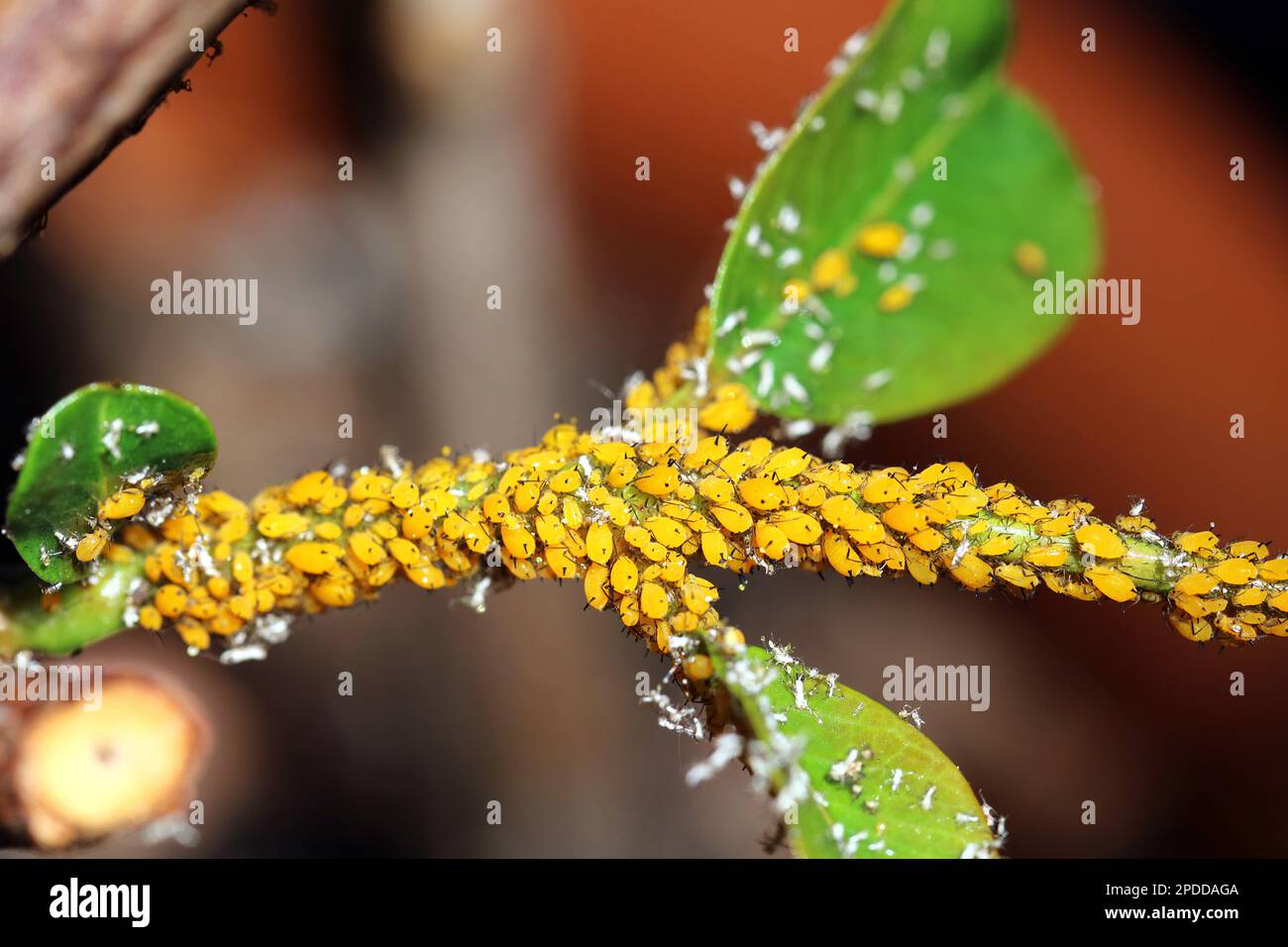 yello aphids on a plant Stock Photo - Alamy