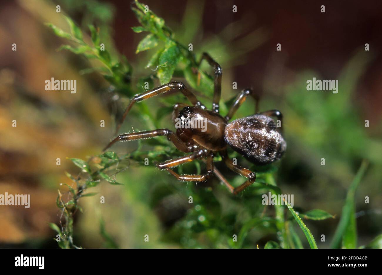 sheet weaver (Tapinopa longidens), sitting on a plant, Germany Stock ...