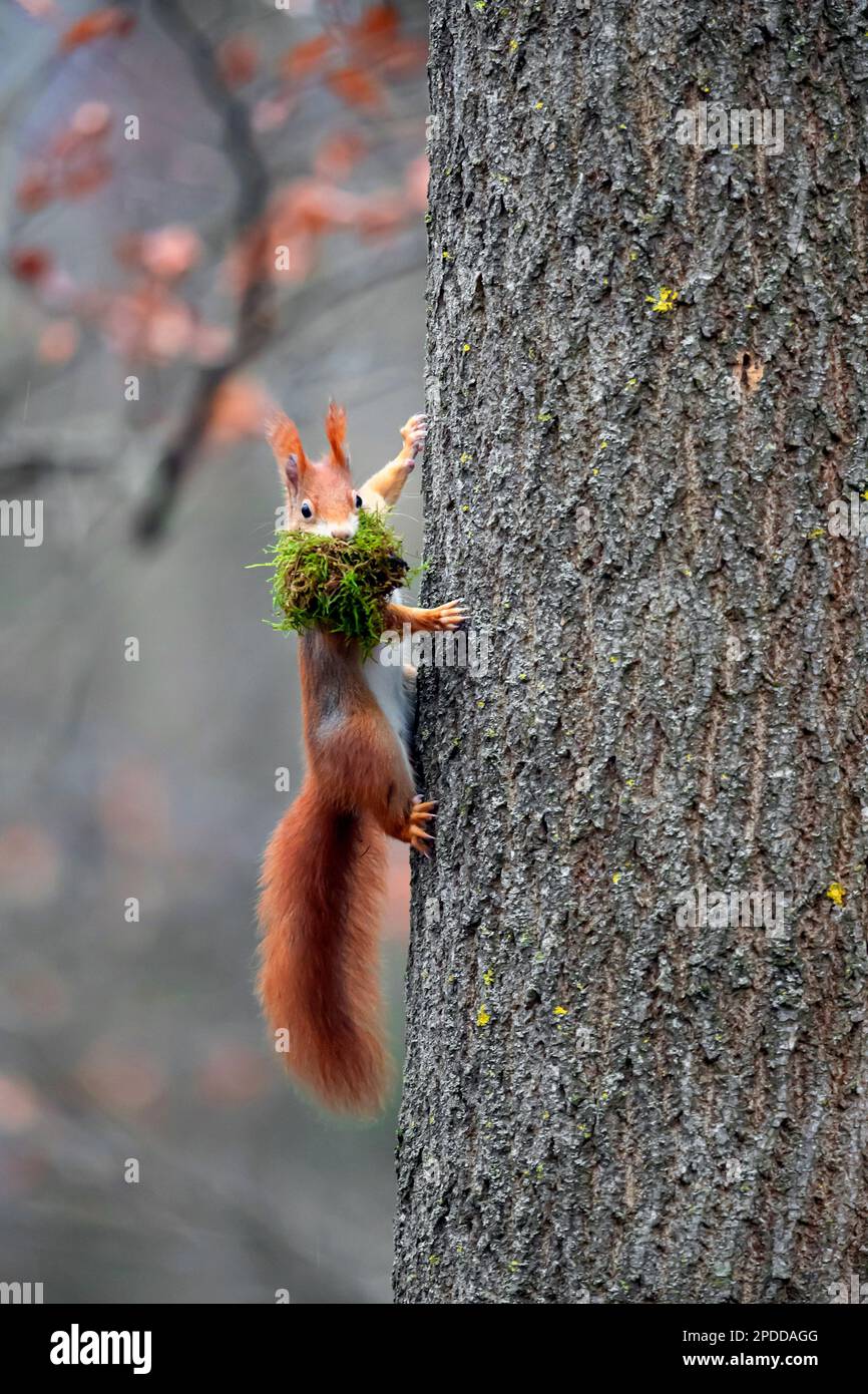 European red squirrel, Eurasian red squirrel (Sciurus vulgaris), with ...