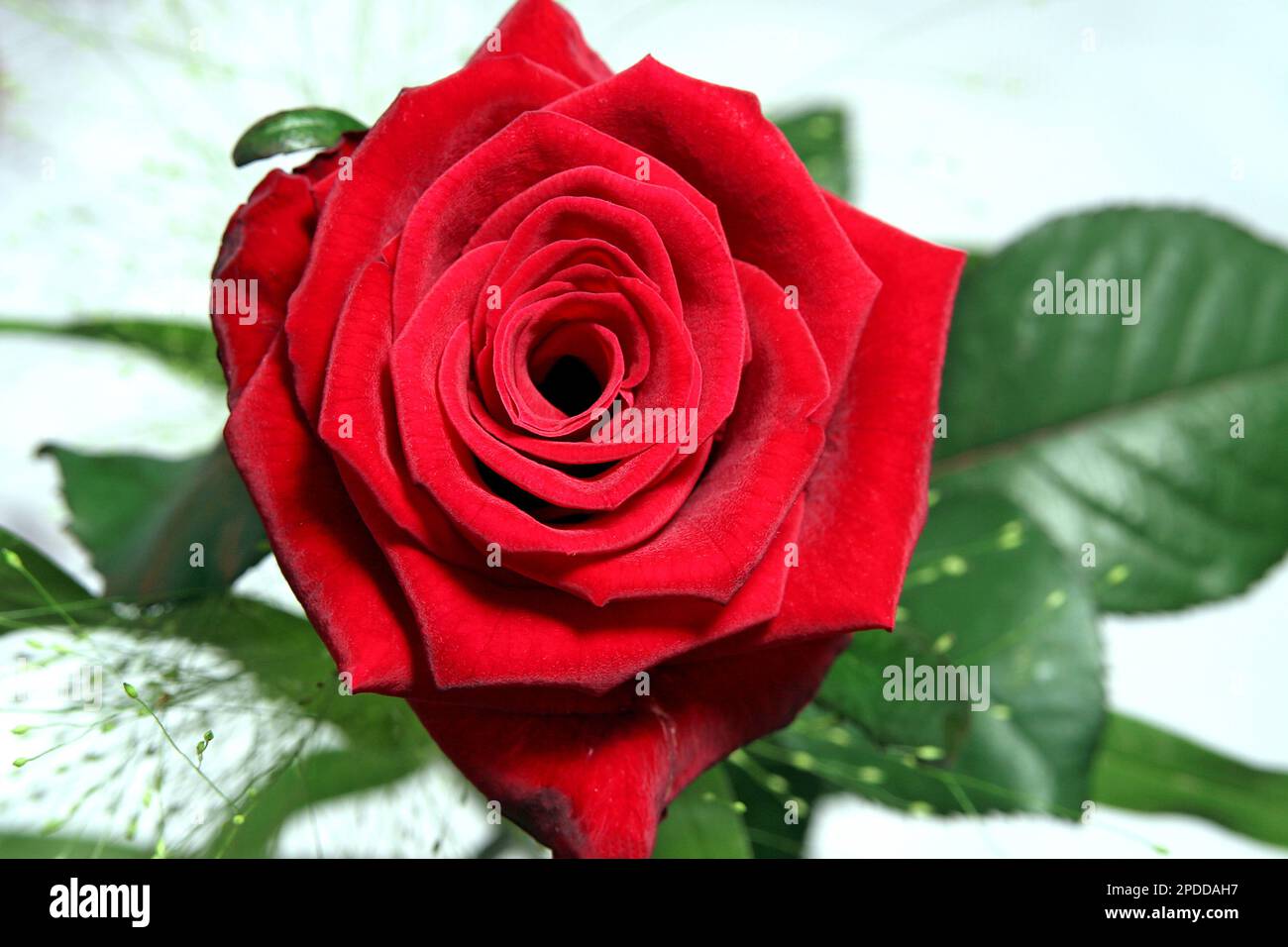 ornamental rose (Rosa spec.), red rose, cutout Stock Photo - Alamy