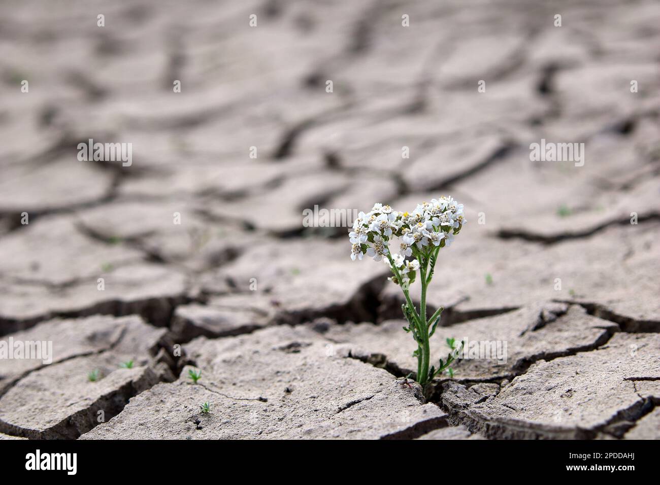 common yarrow, milfoil (Achillea millefolium), blooming plant on dried ...