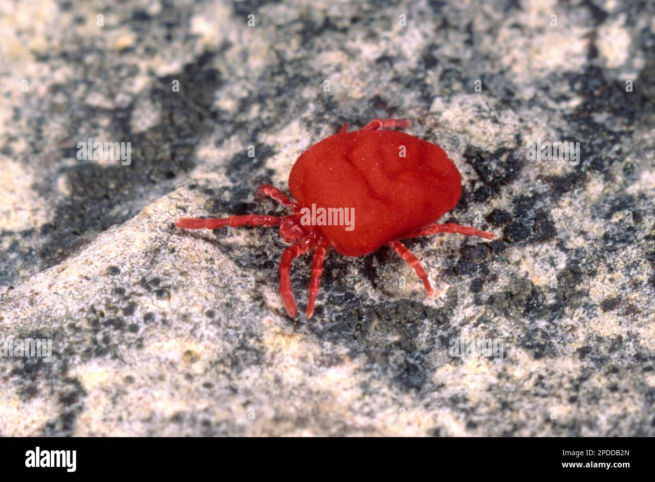 velvet mite (Trombidium holosericeum), top view, Germany Stock Photo ...
