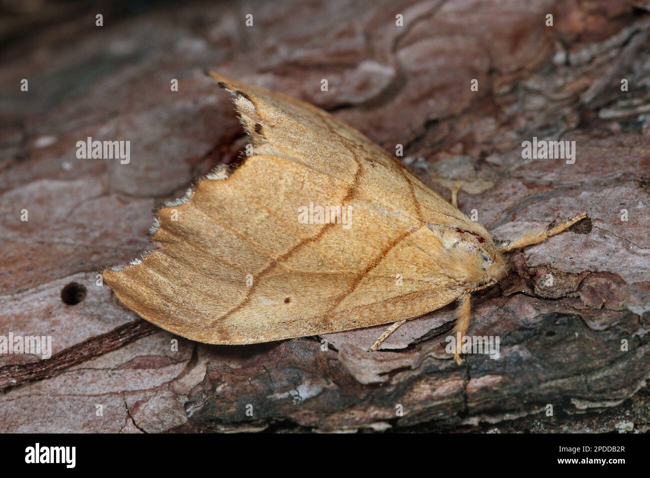 Scalloped hook-tip (Falcaria lacertinaria, Drepana lacertinaria ...