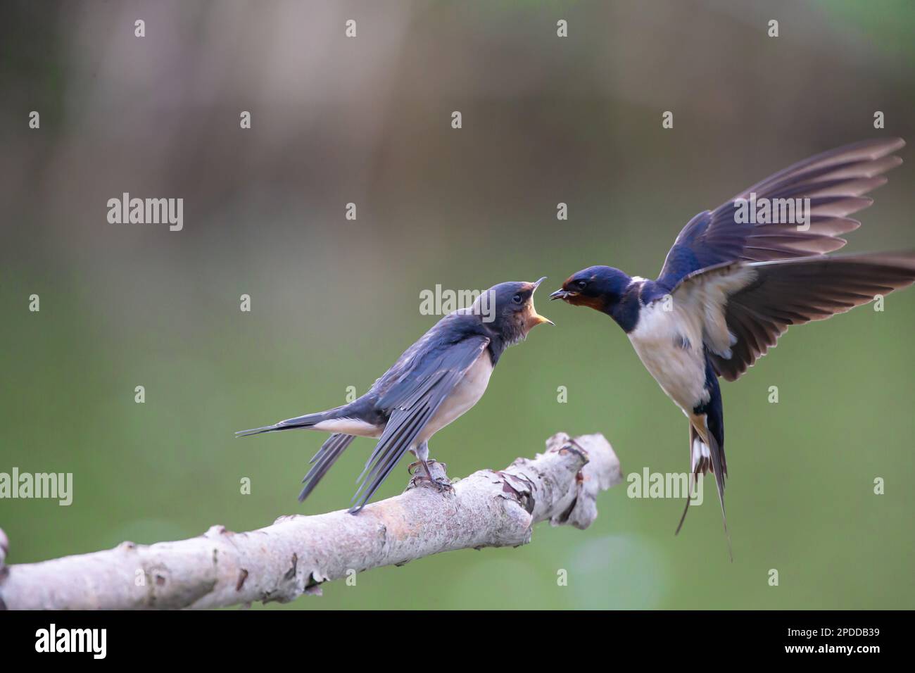 barn swallow (Hirundo rustica), feeding in flight a young bird perching ...