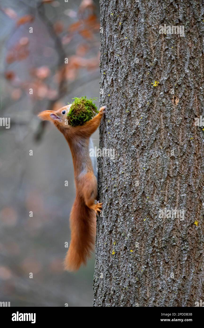 European red squirrel, Eurasian red squirrel (Sciurus vulgaris), with ...
