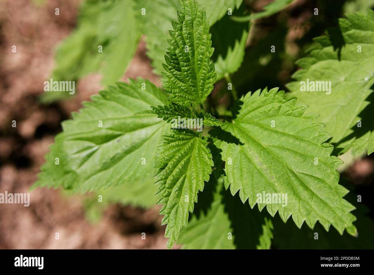 common nettle, stinging nettle, nettle leaf, nettle, stinger (Urtica ...