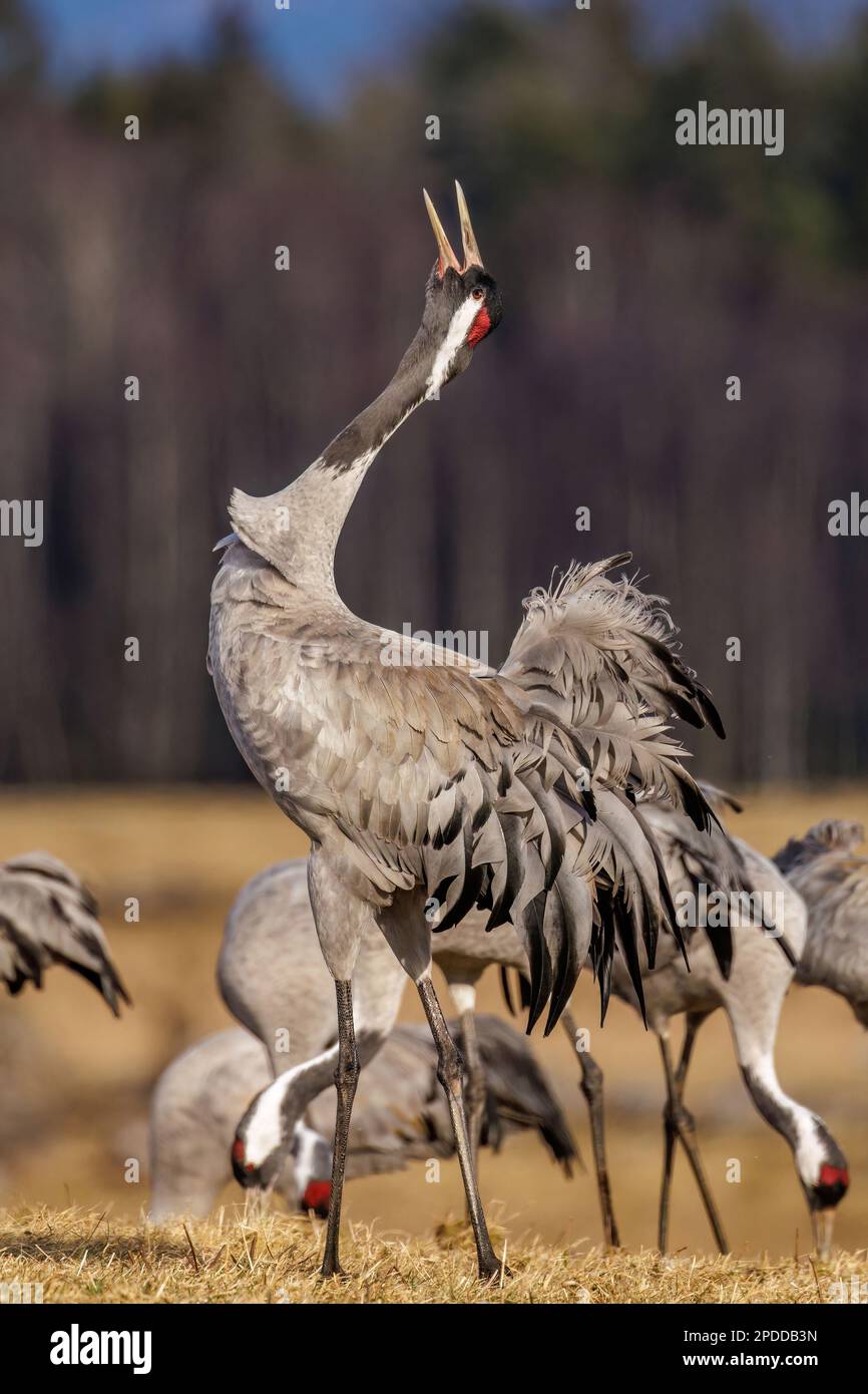 Common crane, Eurasian Crane (Grus grus), mating a troop of cranes ...