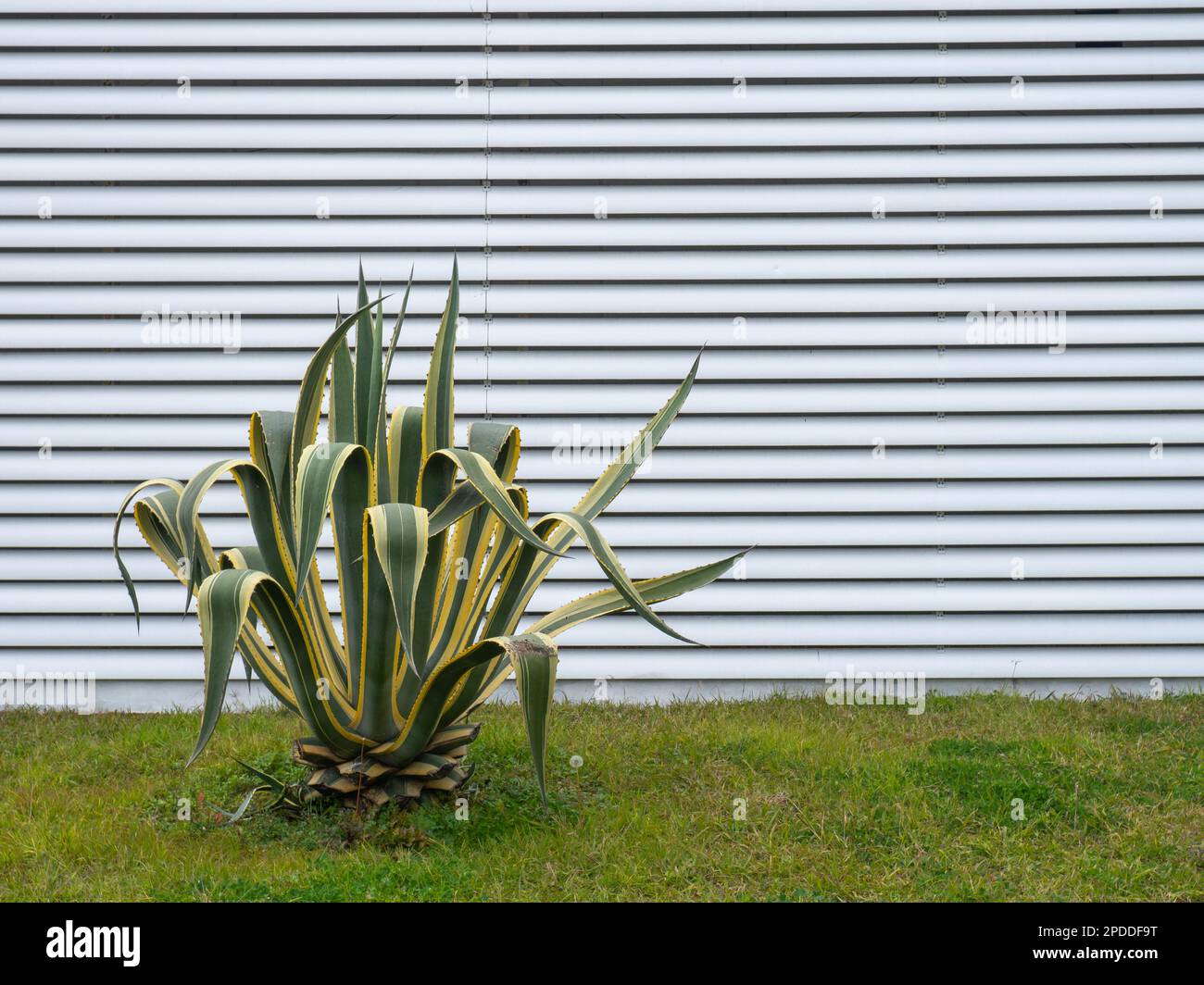 Tequila city museum hi-res stock photography and images - Alamy