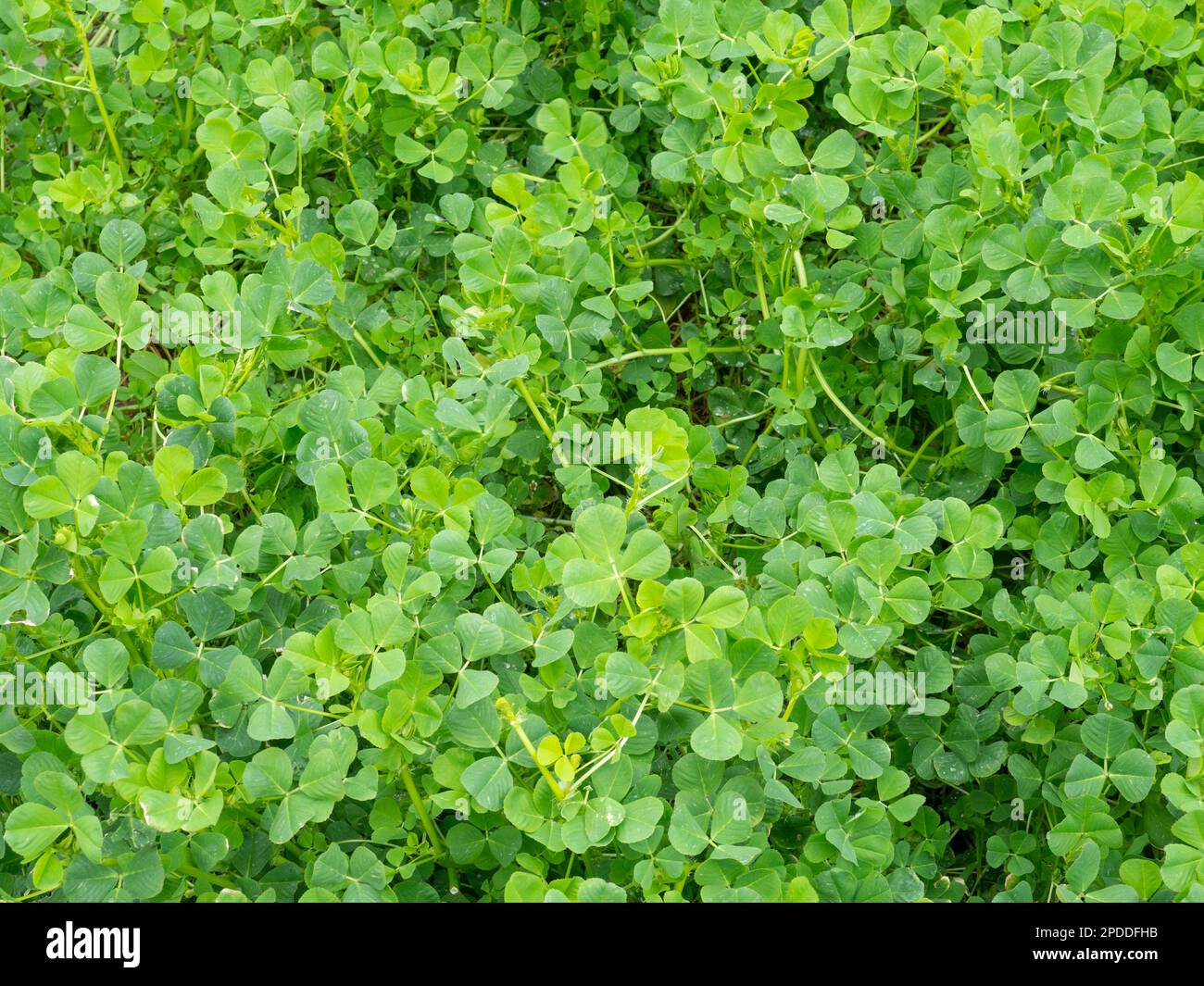Bright green background from plants. Curly cuts. Delicate green grass ...