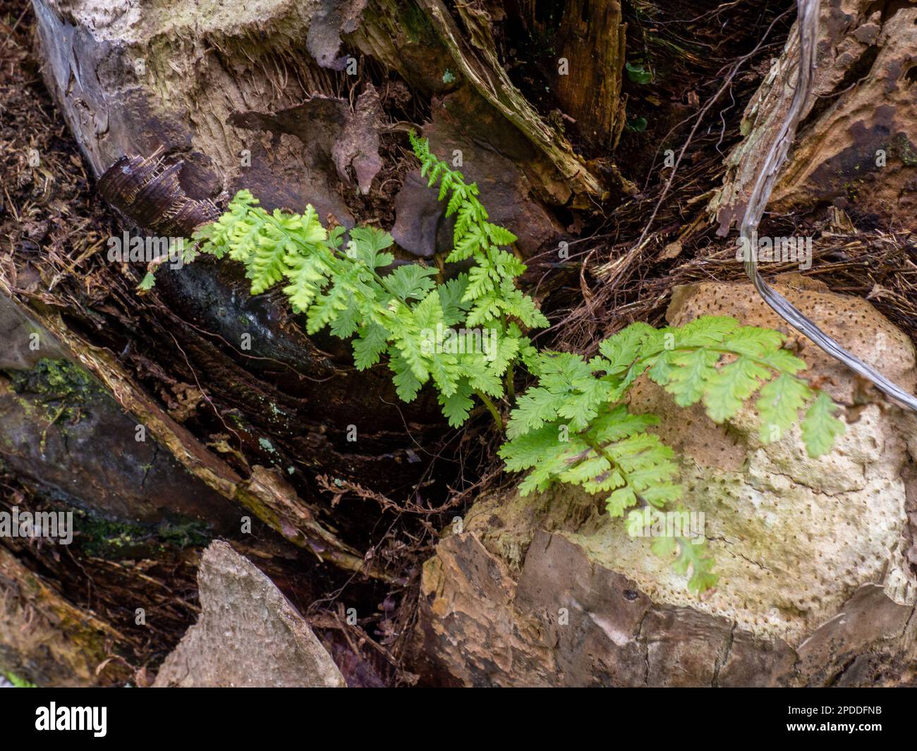 Fern sprout in the trunk. The bark and trunk of the tree are rotten ...