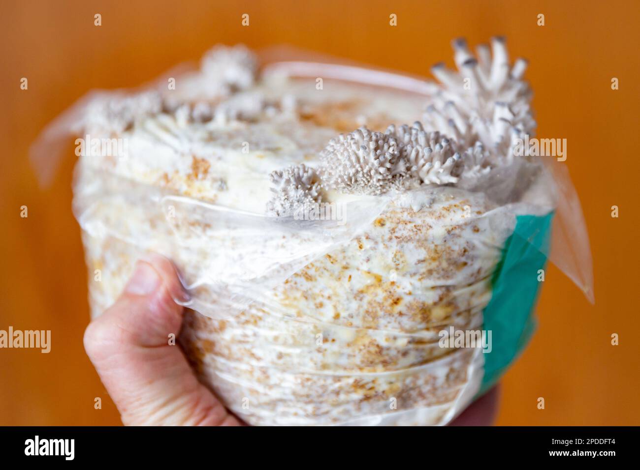 Pleurotus ostreatus, commonly known as white shimeji, hiratake or white ...