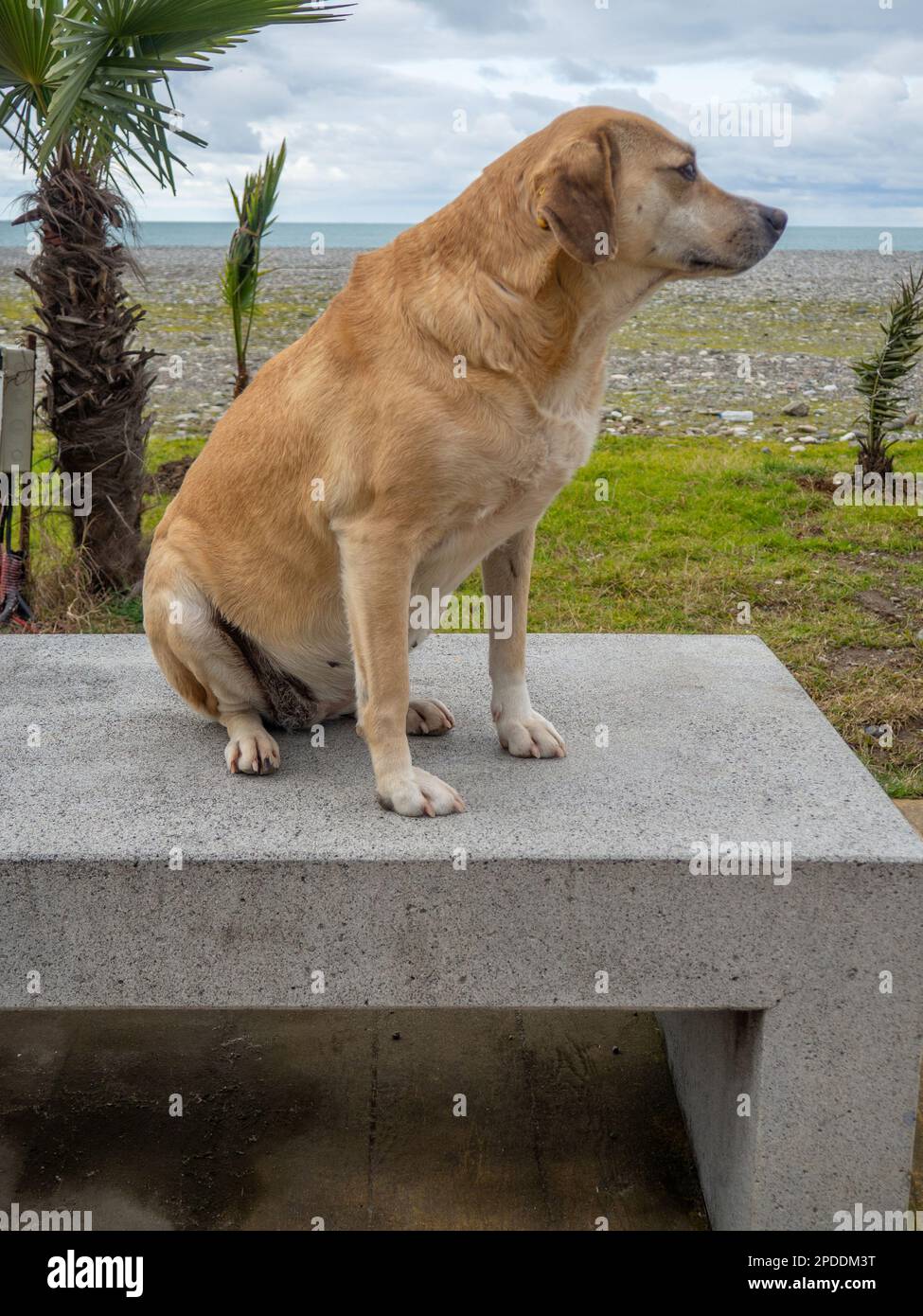 A beige dog on a stone bench. The dog took a seat. On the embankment of ...