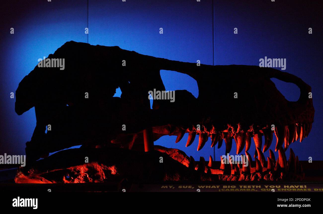 A rotating cast of the skull of "Sue" is displayed during a preview ...