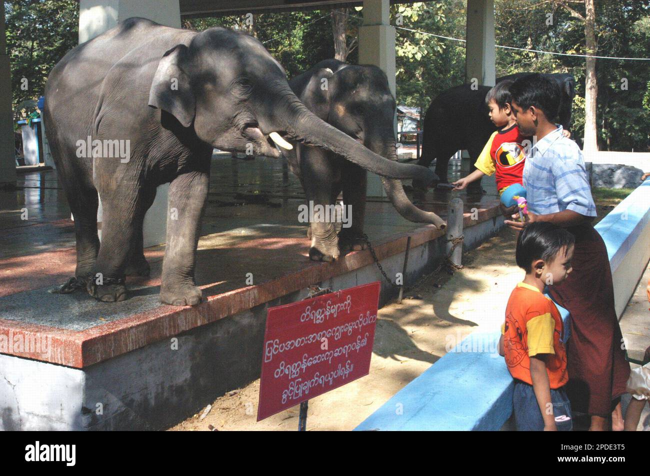 A Myanmar man helps his son feed an elephant at the Yangon Zoo in ...