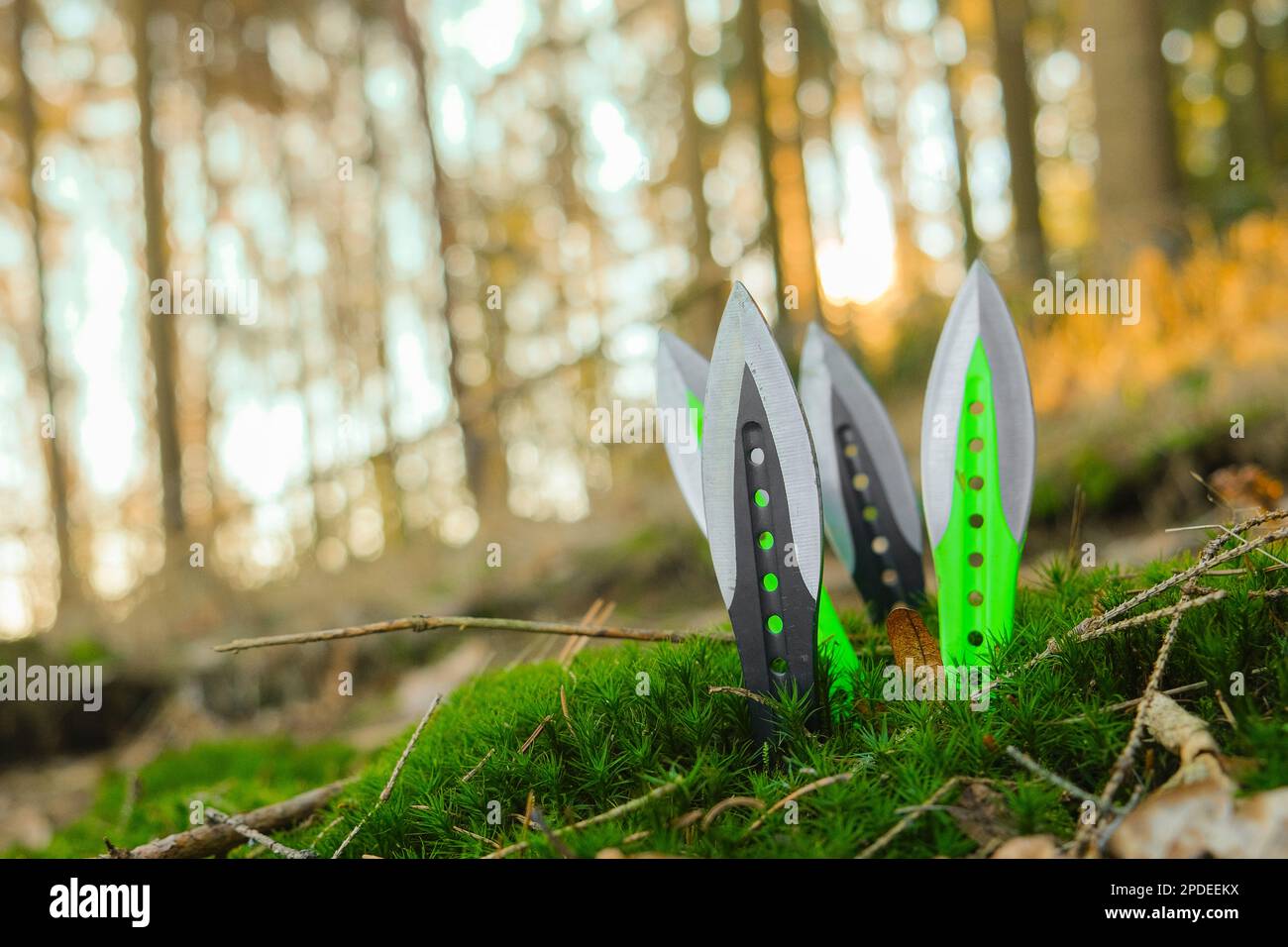 metal throwing knives in green moss on sunny pine forest background ...