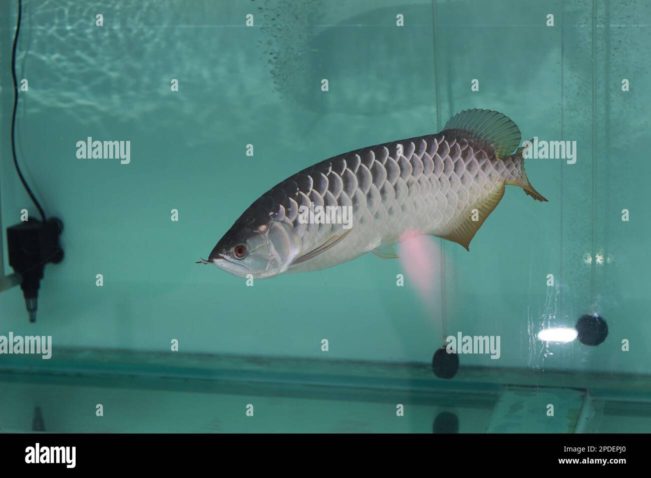 a close up of silver arowana fish in a large aquarium. Concept photo of ...