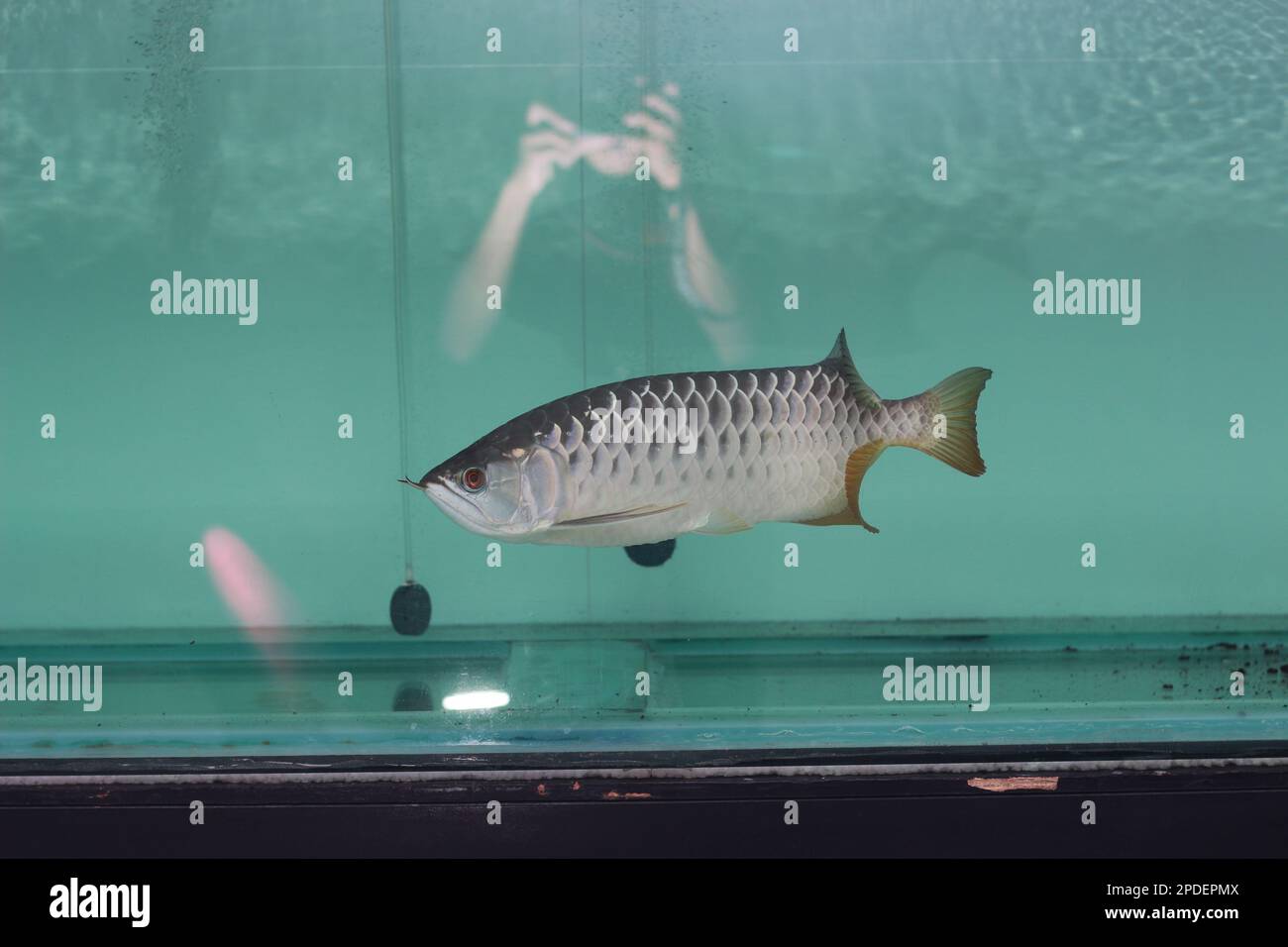 Giant Silver Arowana Fish Premium Photo | Silver Arowana In Black