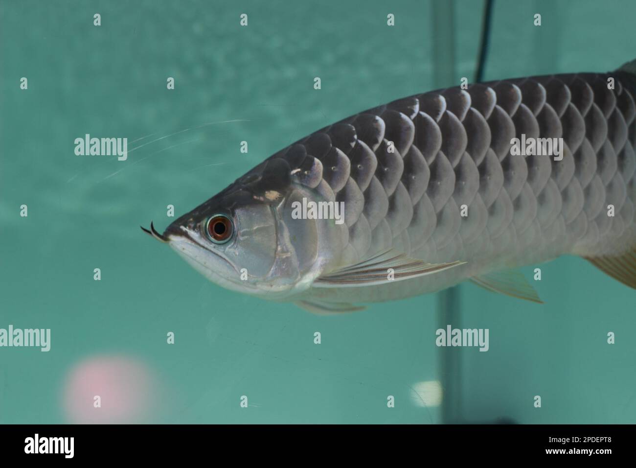 a close up of silver arowana fish in a large aquarium. Concept photo of ...