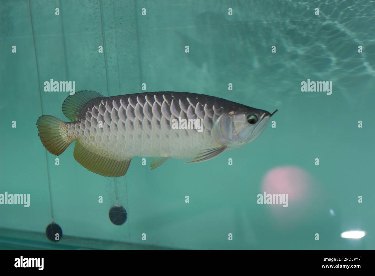 Large elegant silver arowana fish hi-res stock photography and images ...