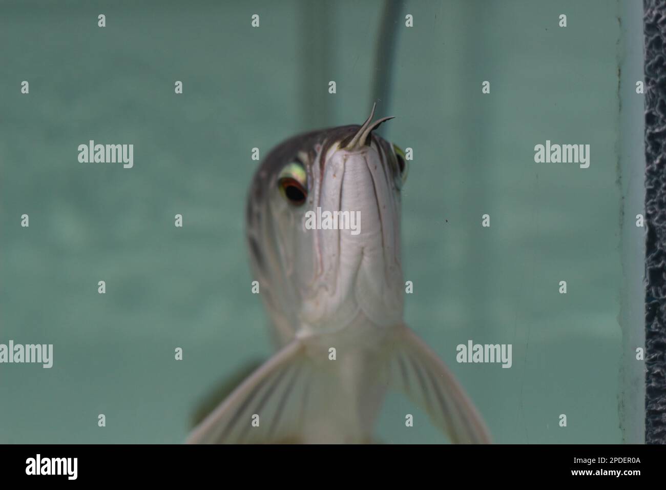 a close up of silver arowana fish in a large aquarium. Concept photo of ...