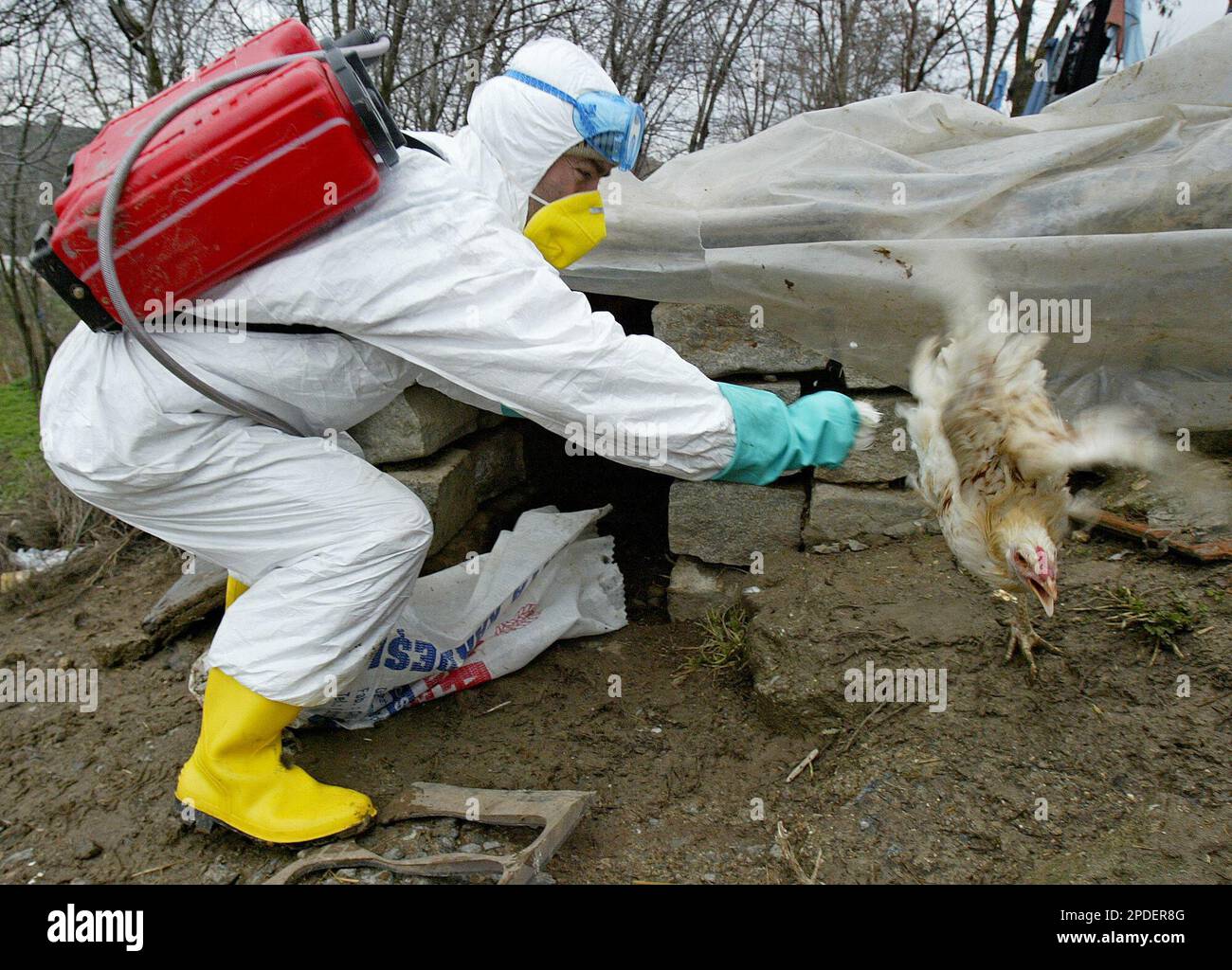 A chicken tries to escape from Turkish Municipality employee during ...
