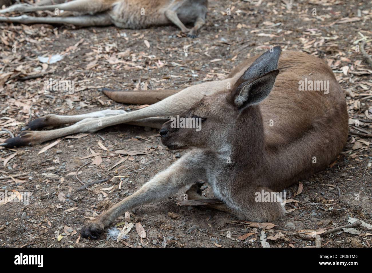 A kangaroo laying down Stock Photo - Alamy