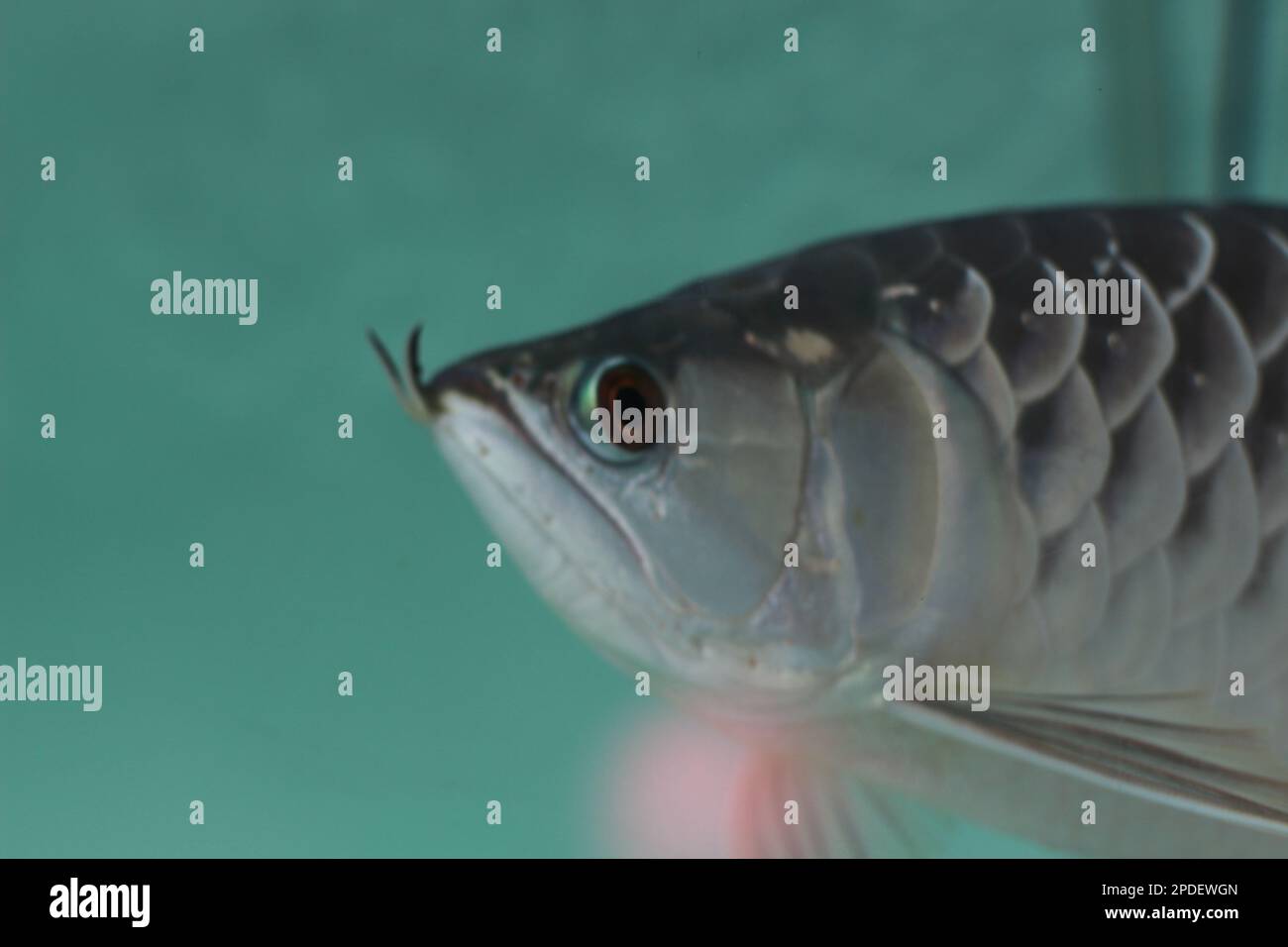 a close up of silver arowana fish in a large aquarium. Concept photo of ...