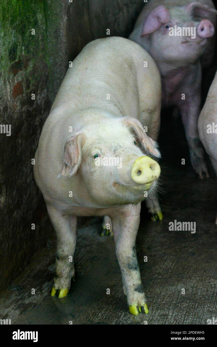 A transgenic green pig is pictured with a normal pig, Wednesday, Jan ...