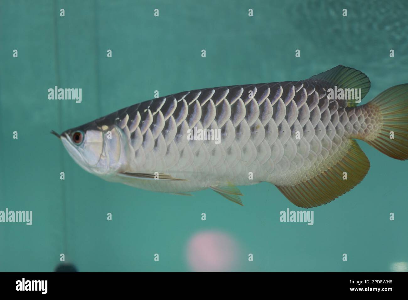 a close up of silver arowana fish in a large aquarium. Concept photo of ...