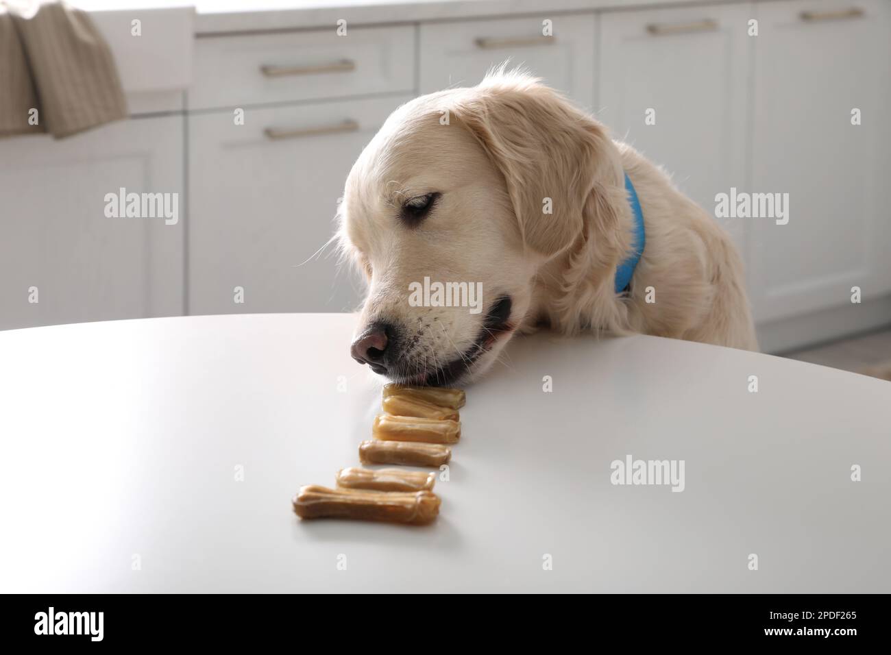 Cute Golden Retriever eating dog biscuits at table in kitchen Stock ...