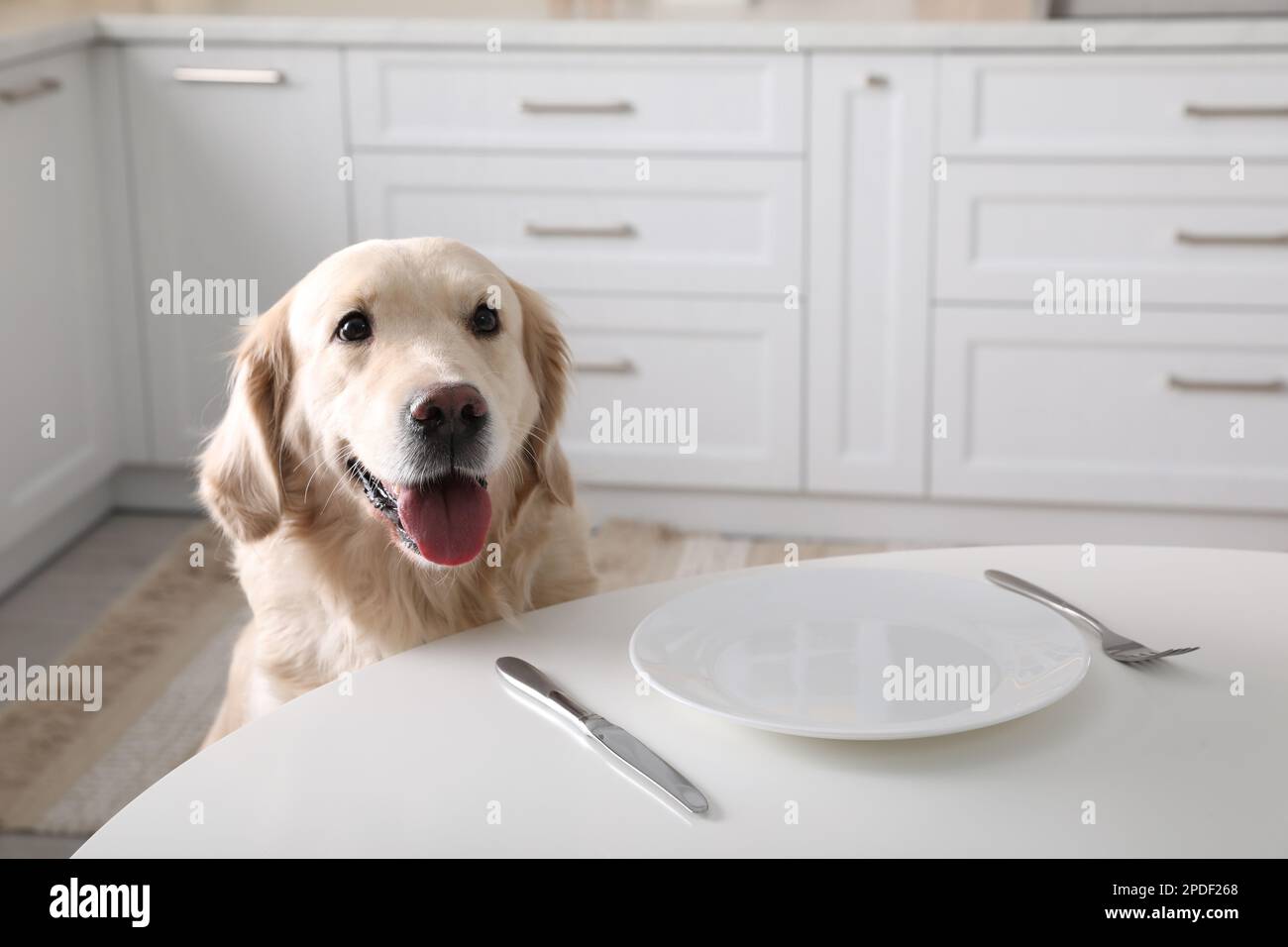Cute hungry dog waiting for food at table with empty plate in kitchen ...