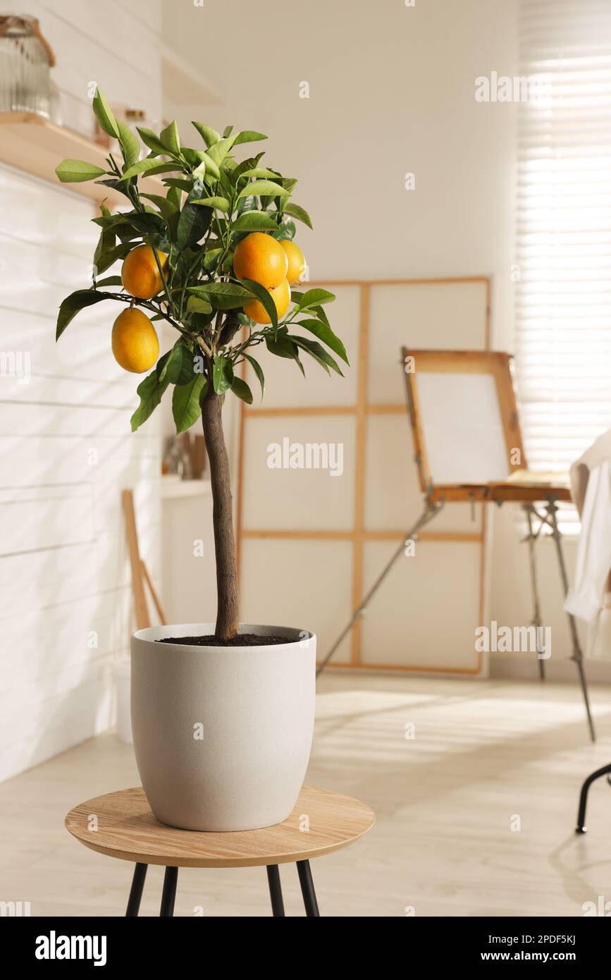 Idea for minimalist interior design. Small potted lemon tree with ...