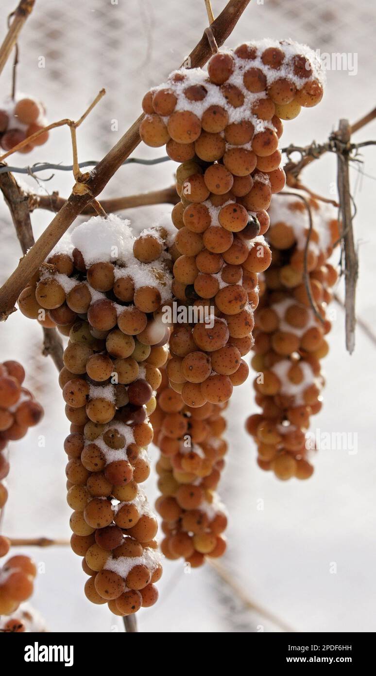 Vidal grapes hang on the vine covered in snow waiting to be harvested ...