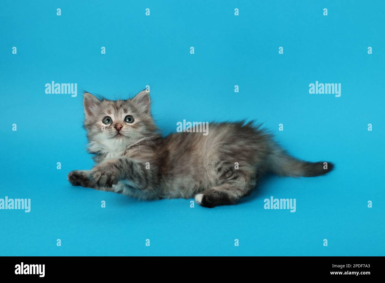 Blue background cute hi-res stock photography and images - Alamy