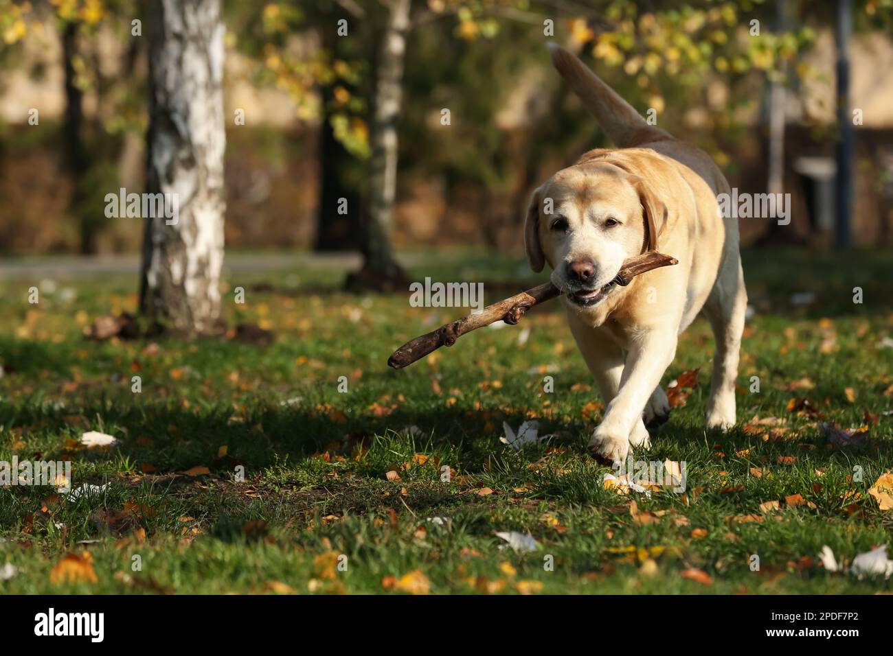 Labrador holding stick hi-res stock photography and images - Alamy