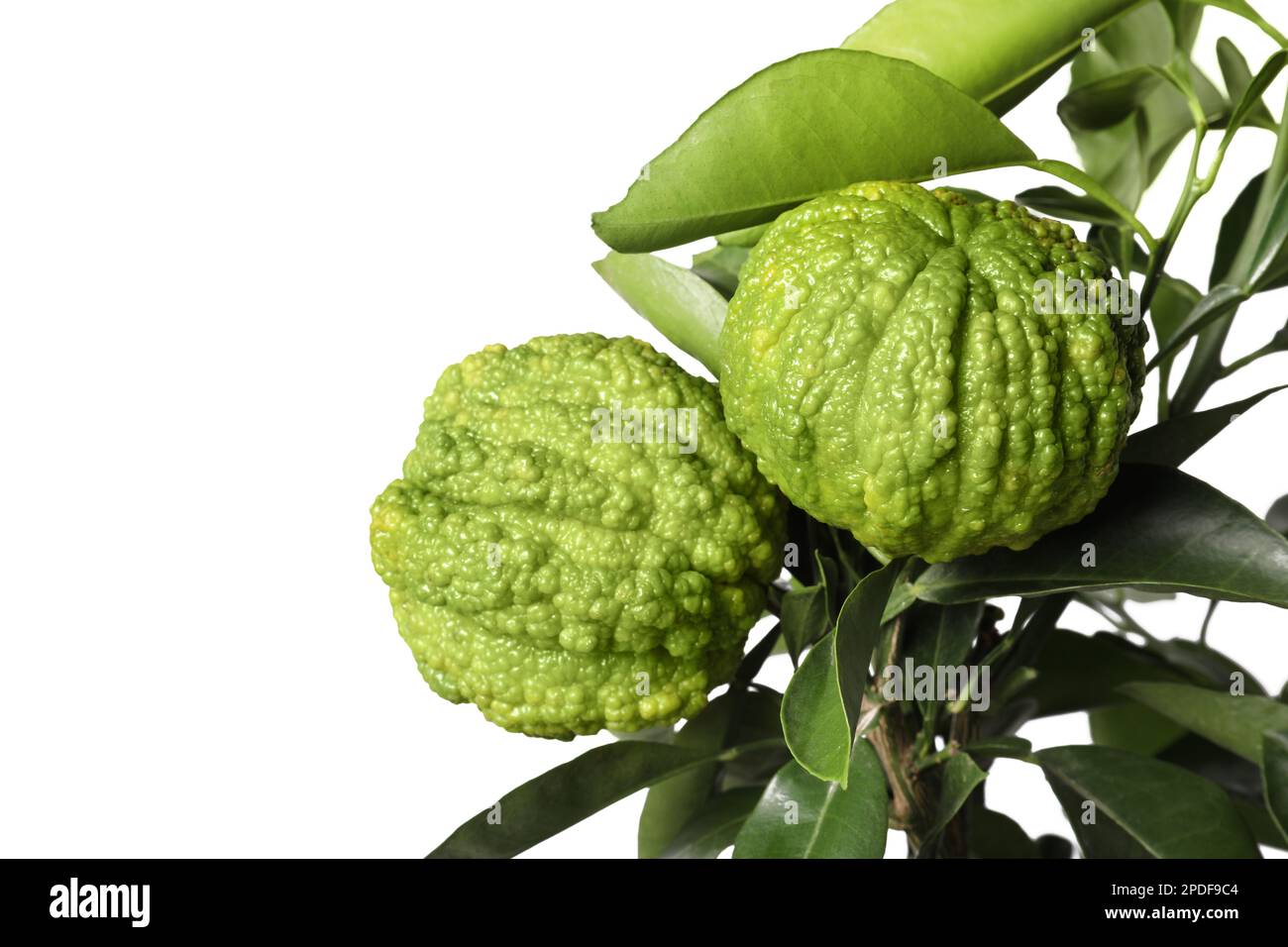 Bergamot tree branch with fruits on white background Stock Photo - Alamy