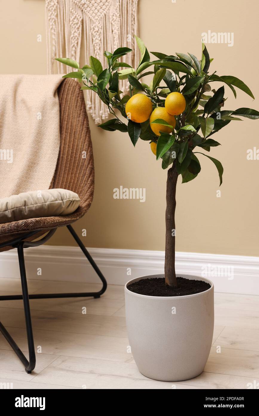 Small potted lemon tree in stylish room interior. Idea for design Stock ...