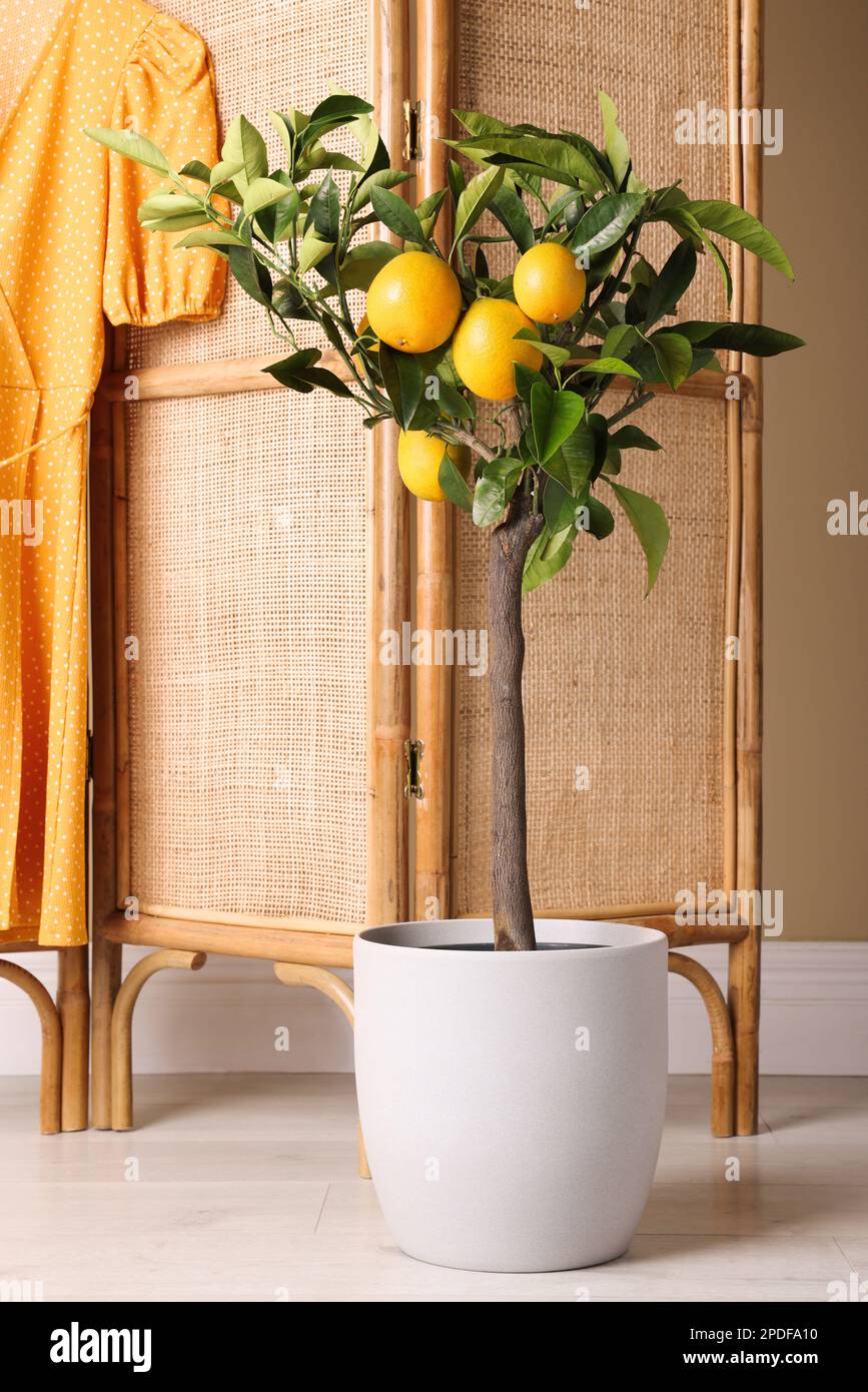 Idea for minimalist interior design. Small potted lemon tree with ...