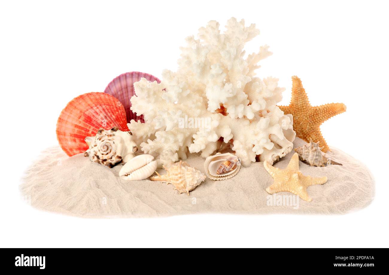Beautiful exotic sea coral, shells and sand on white background Stock ...