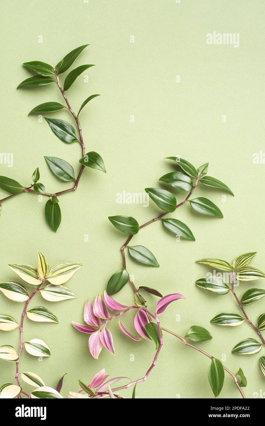 Green summer background with natural creeper branches, copy space Stock ...