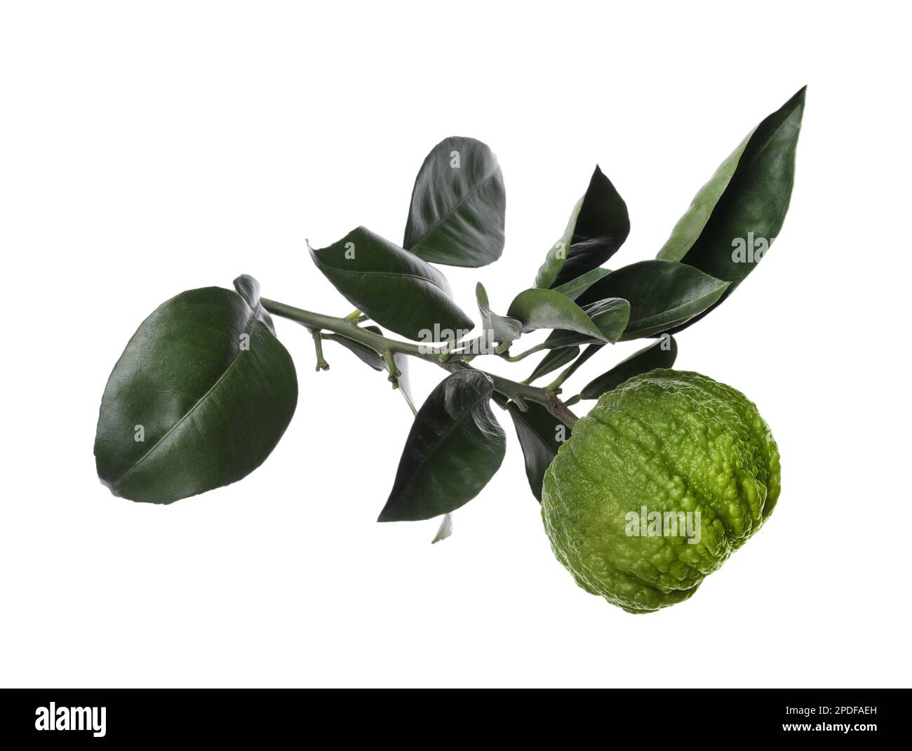 Bergamot tree branch with fruit and leaves on white background Stock ...
