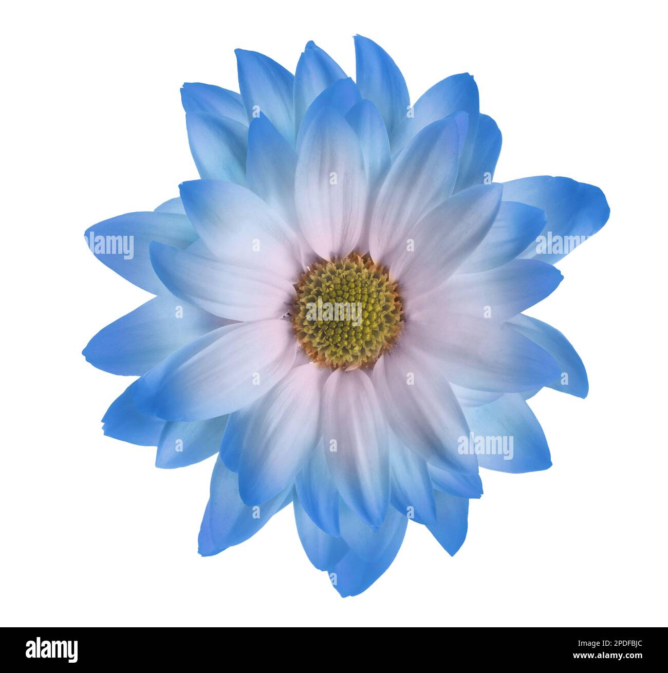 Beautiful light blue chrysanthemum hi-res stock photography and images ...