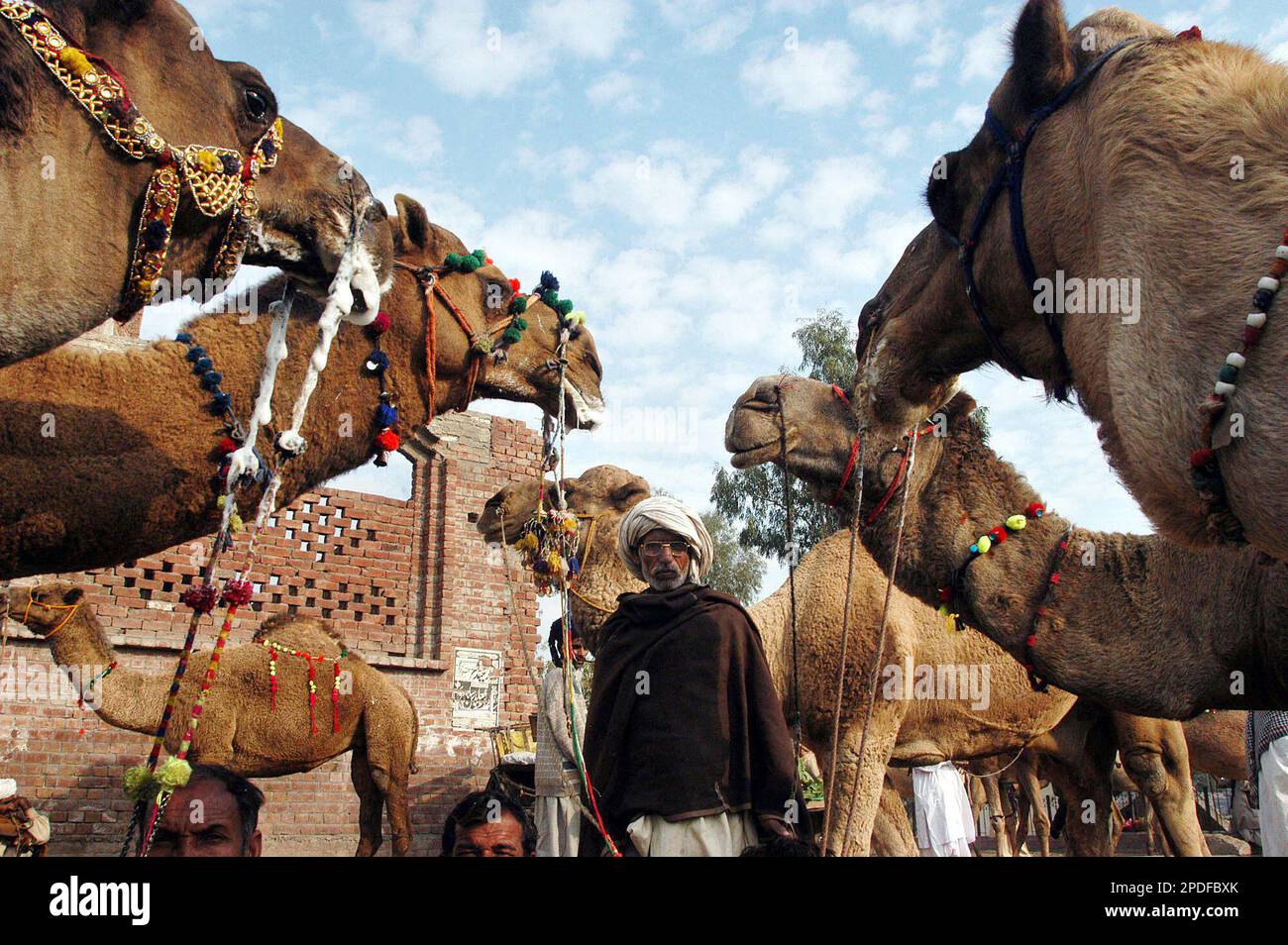 Pakistani camel seller waits for customers at animal market ahead of ...