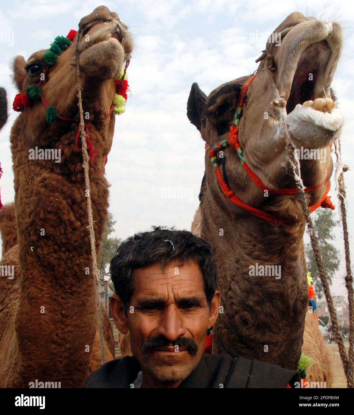 Pakistani camel seller Mohammad Hussain waits for customers at a make ...