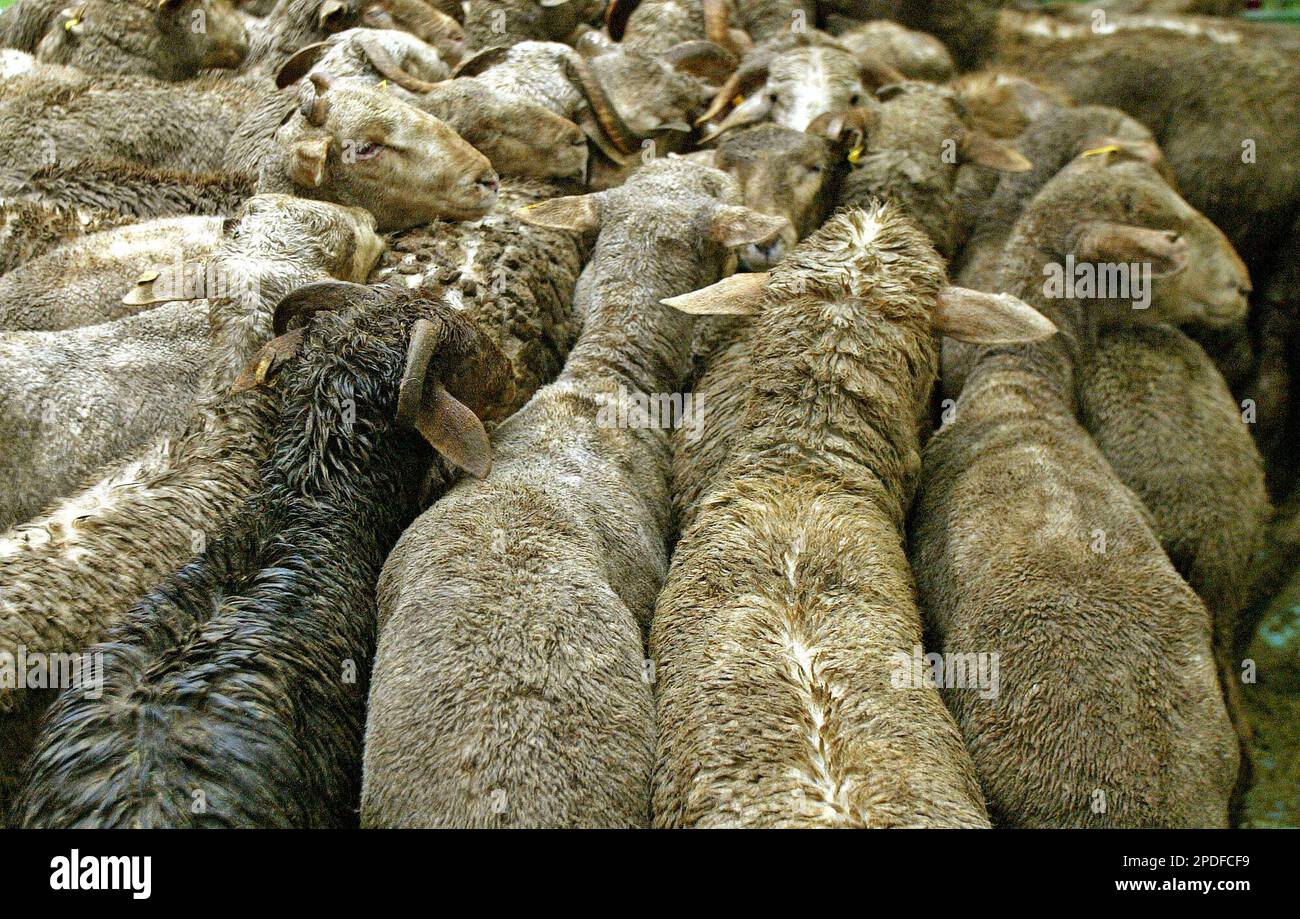 Goats imported for the Koban sacrifice are seen in a central mosque ...