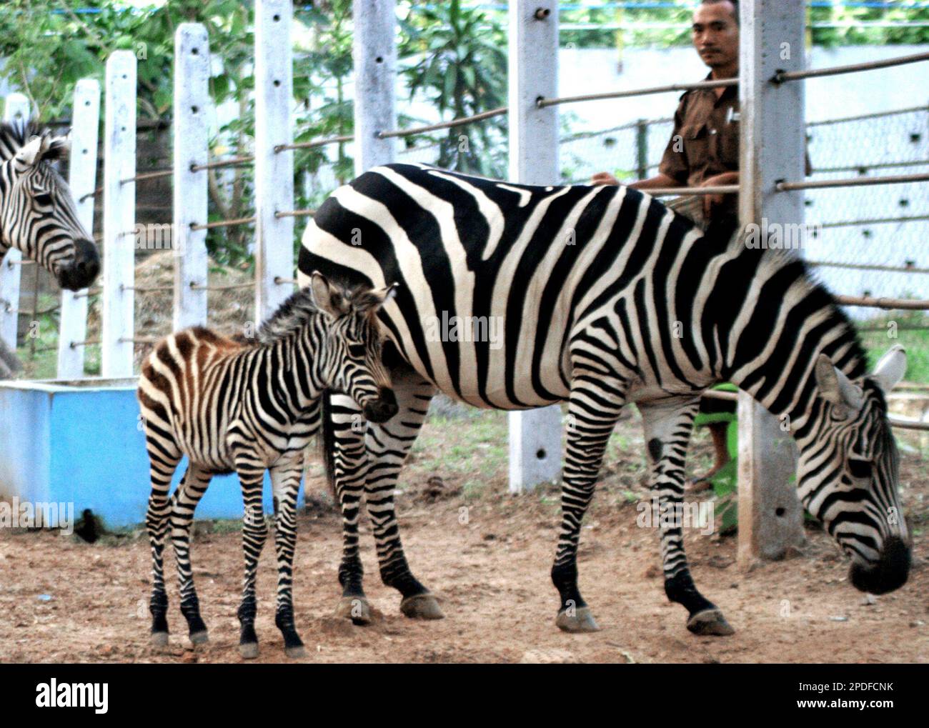 A Myanmar zoo official looks over the zebra family with a six-day-old ...