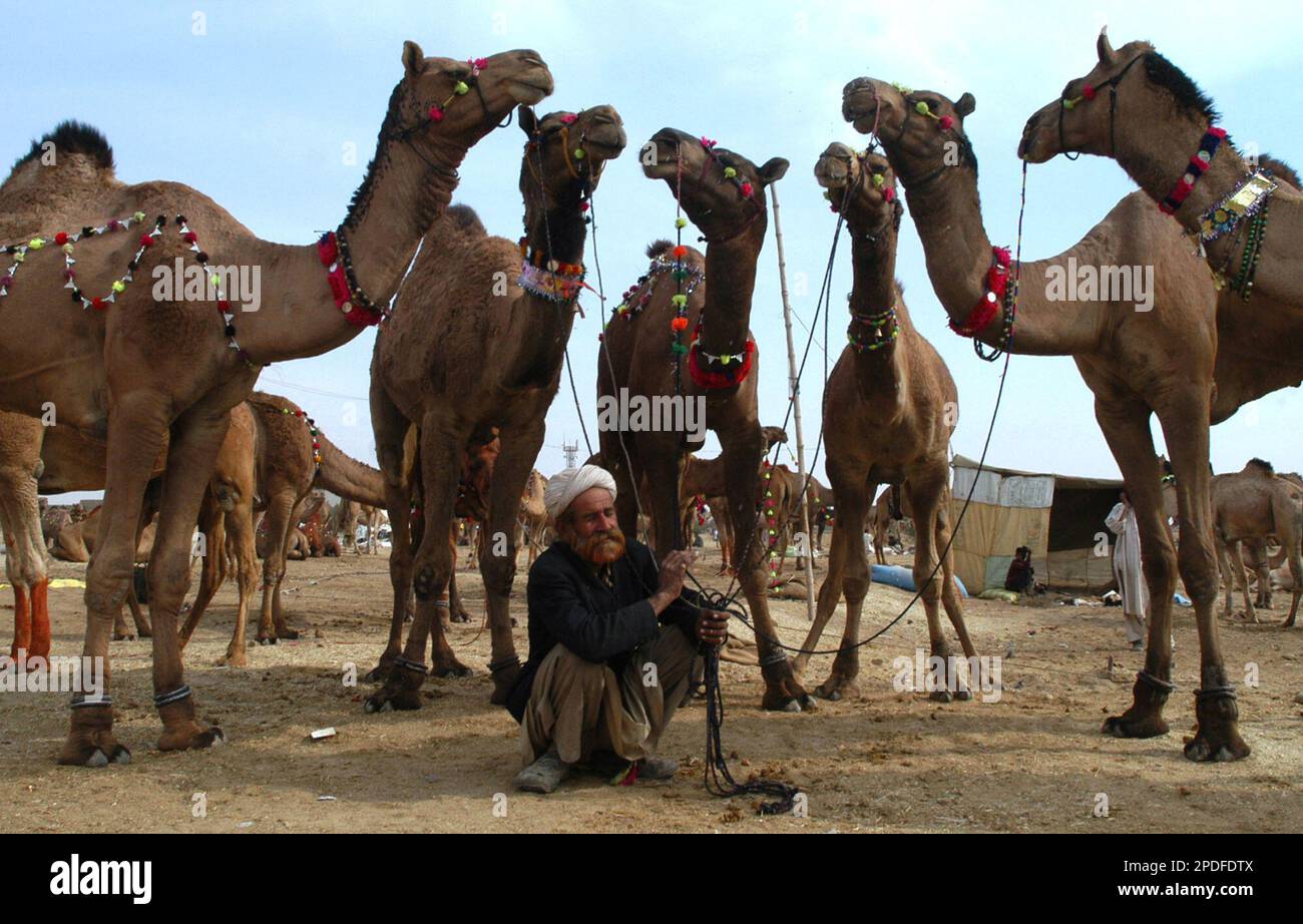 A Pakistani camel seller Allah Baksh waits for customers at a make ...